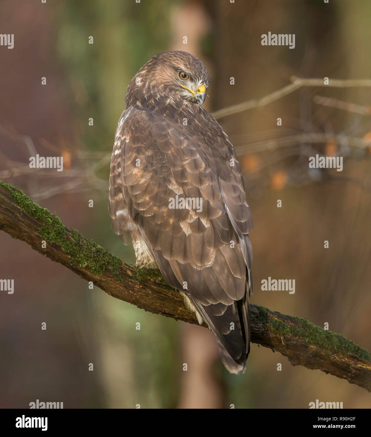Swooping buzzard hi-res stock photography and images - Alamy