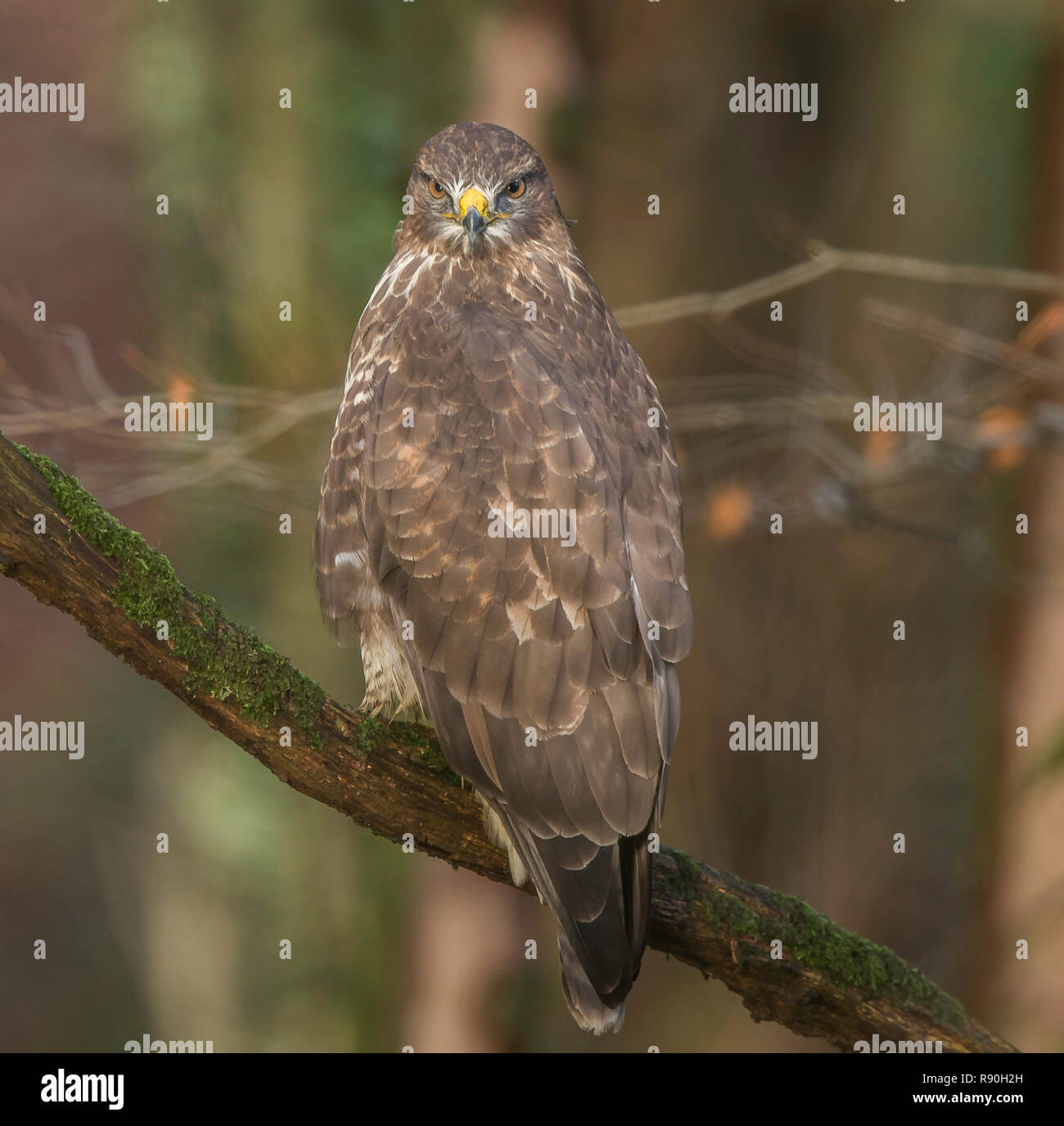 Buzz buzzard hi-res stock photography and images - Alamy