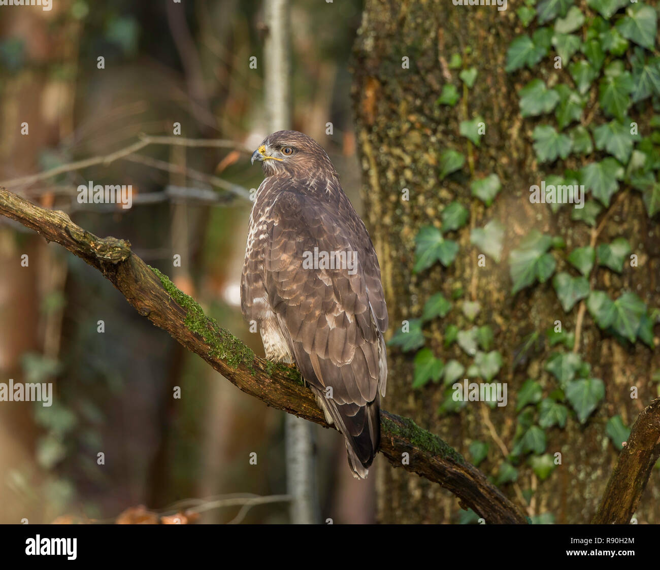 Swooping buzzard hi-res stock photography and images - Alamy