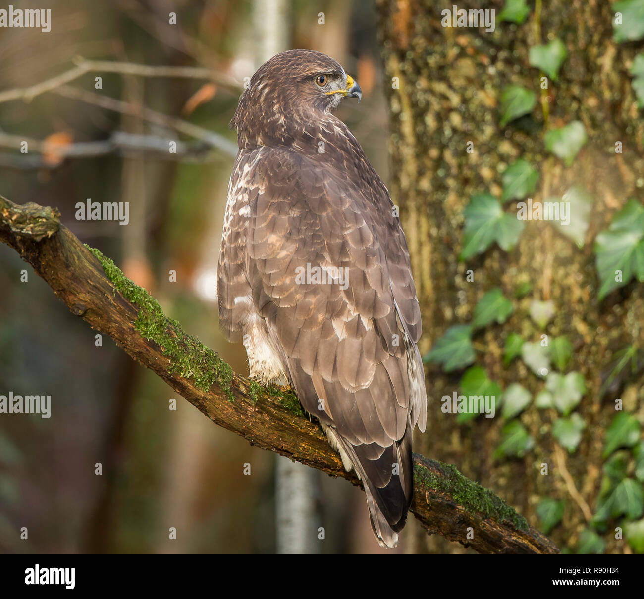 Swooping buzzard hi-res stock photography and images - Alamy