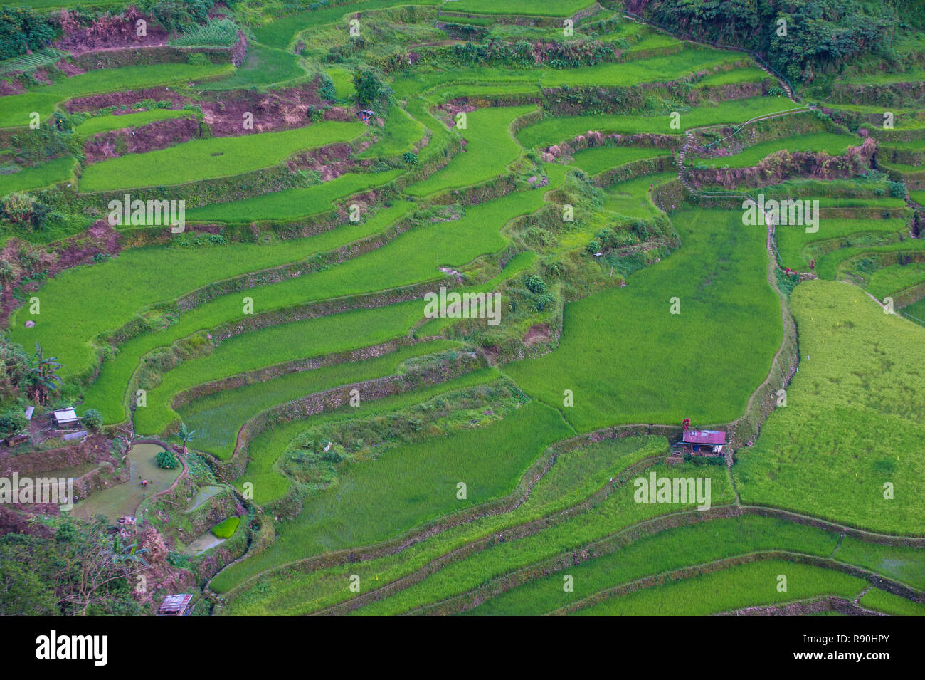 View of rice terraces fields in Banaue, Philippines. The Banaue rice ...