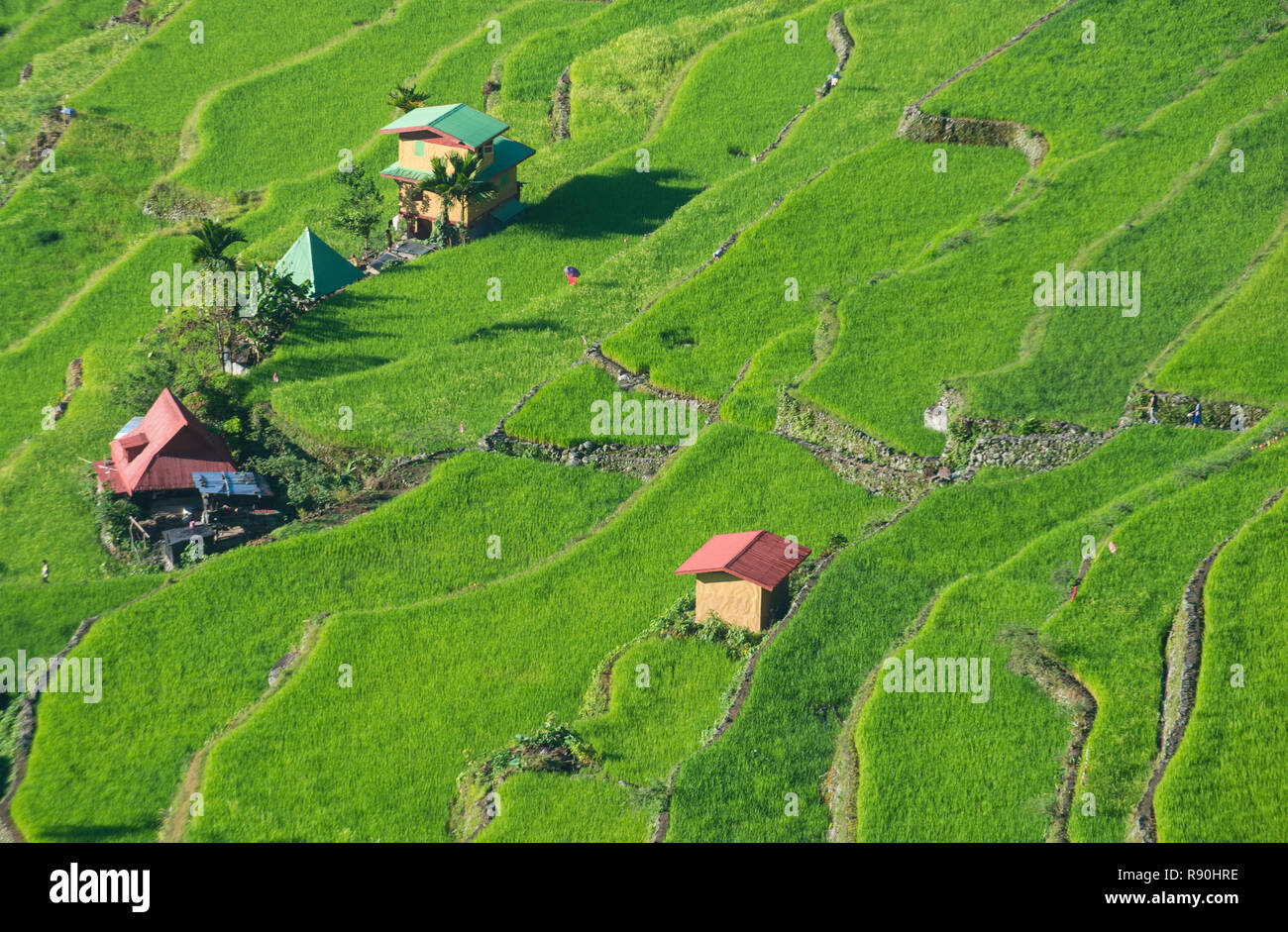 View of rice terraces fields in Banaue, Philippines. The Banaue rice ...