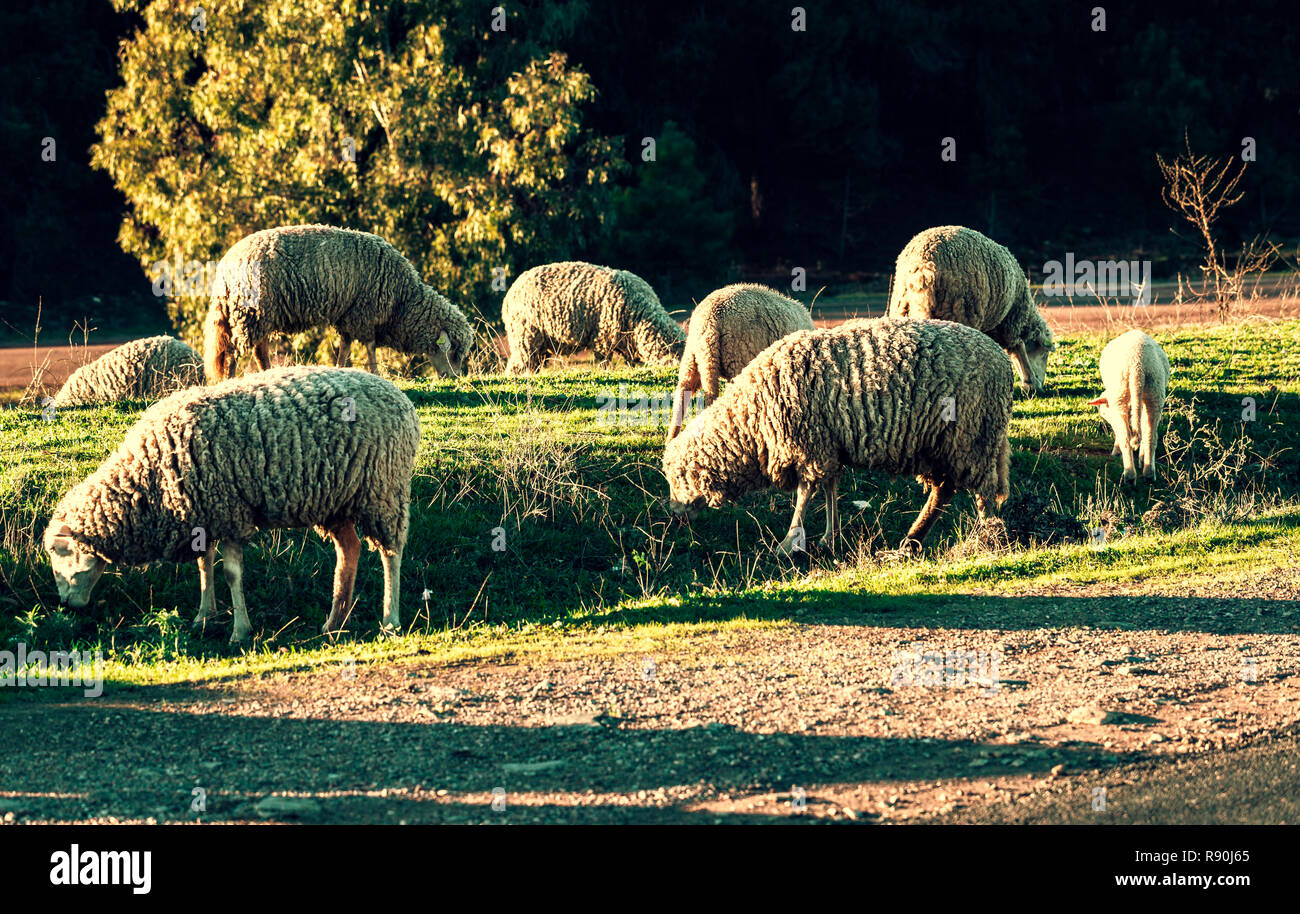 Grazing flock of sheep hi-res stock photography and images - Alamy