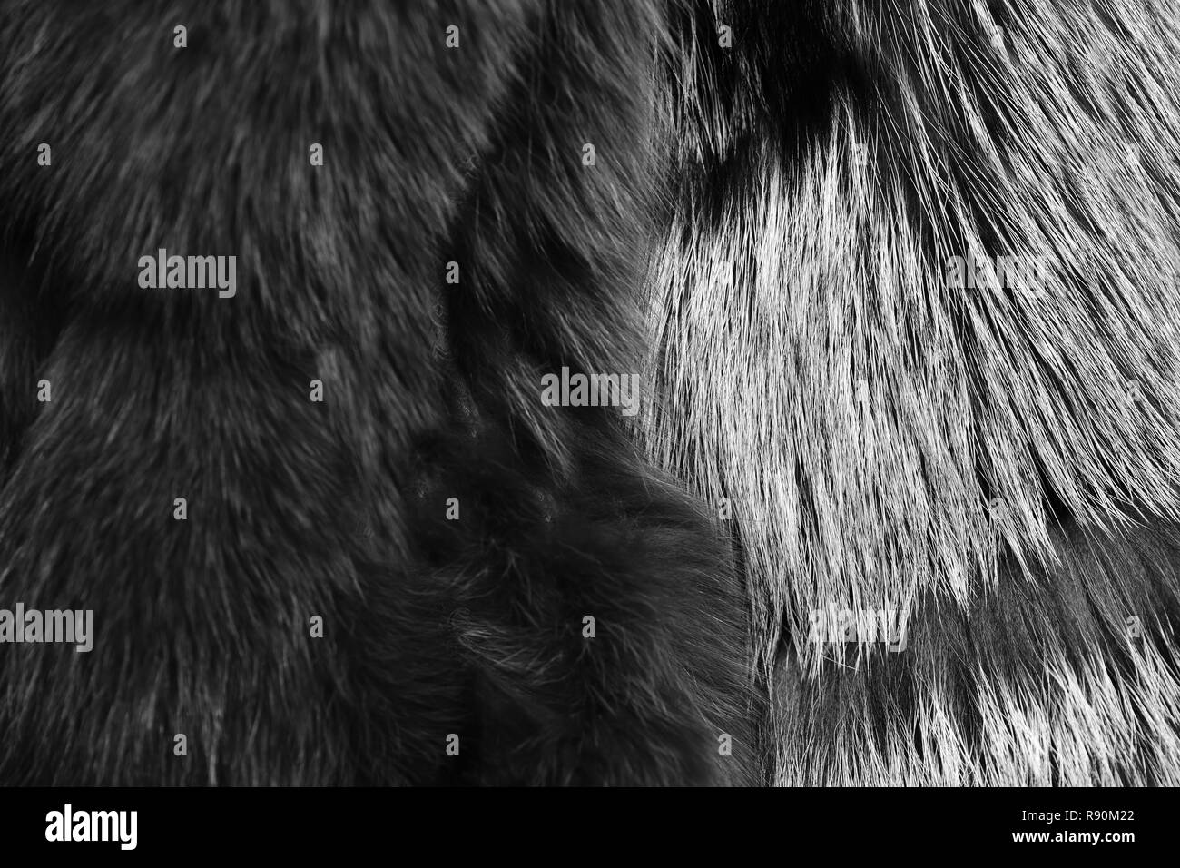 Black Wolf Fur Texture