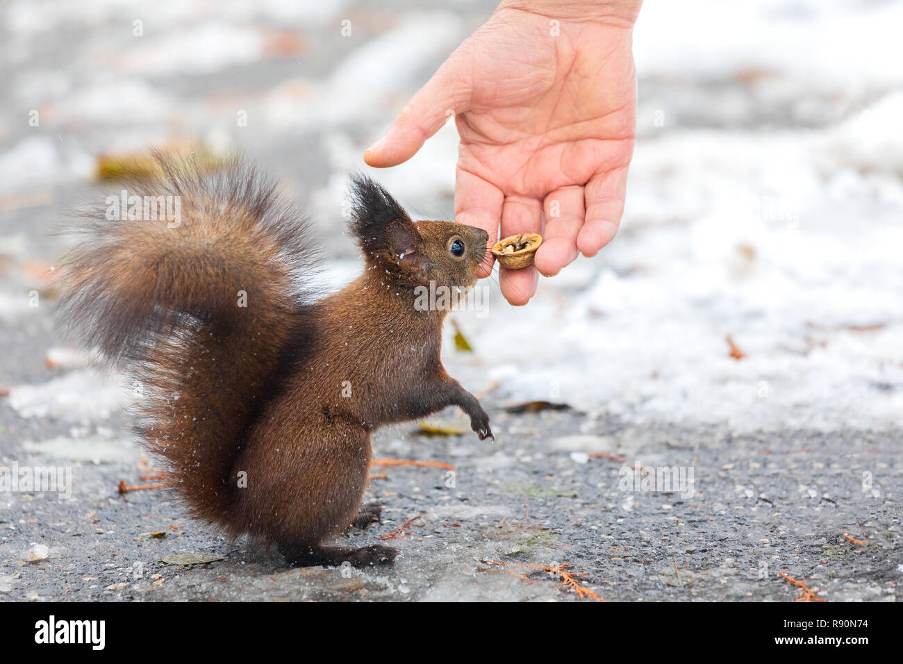 Eurasian red squirrel eating nuts hi-res stock photography and images ...