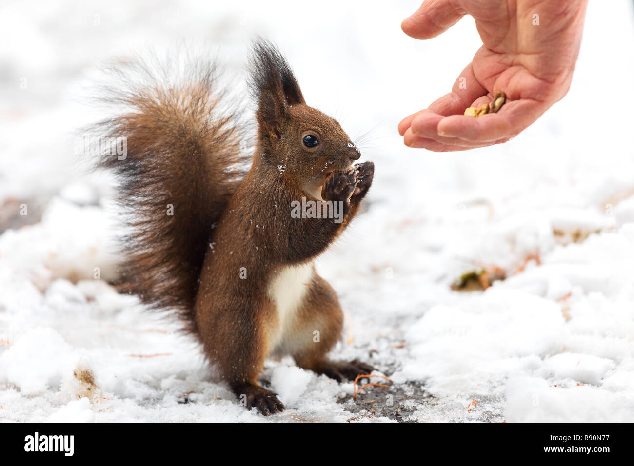 Man eating nuts hi-res stock photography and images - Alamy
