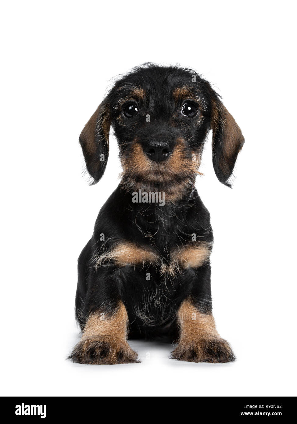 Dashound High Resolution Stock Photography and Images - Alamy