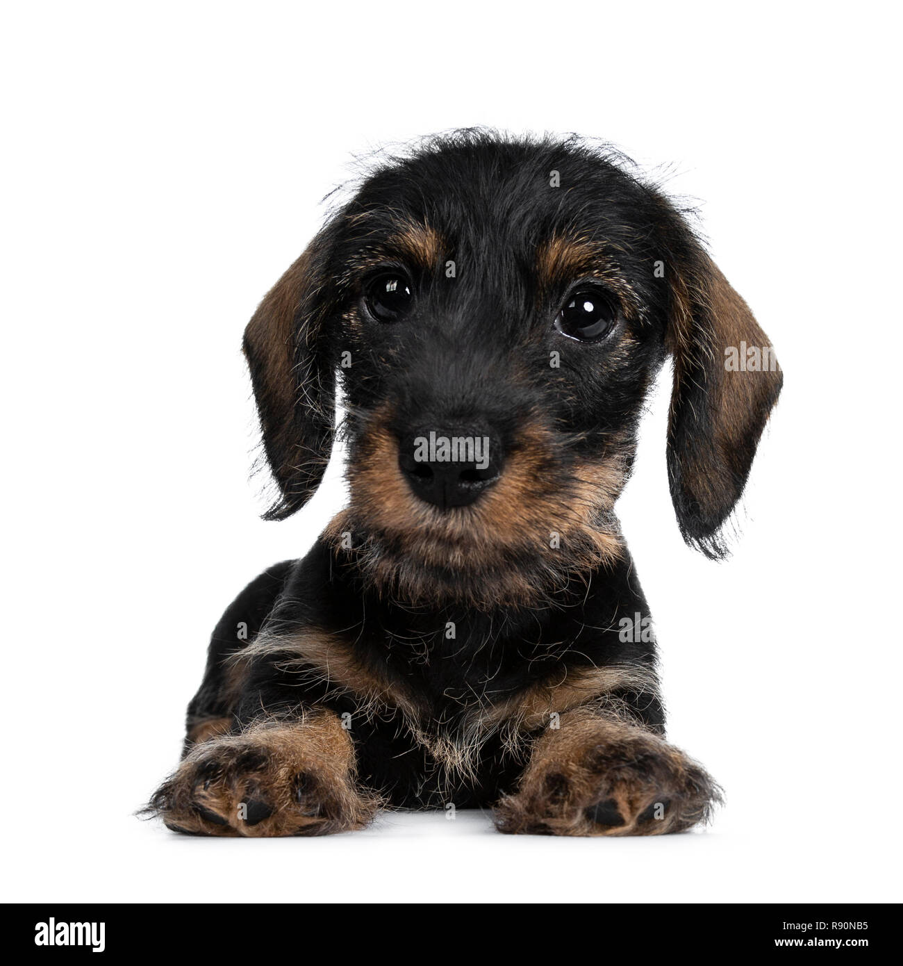 Dashound High Resolution Stock Photography and Images - Alamy