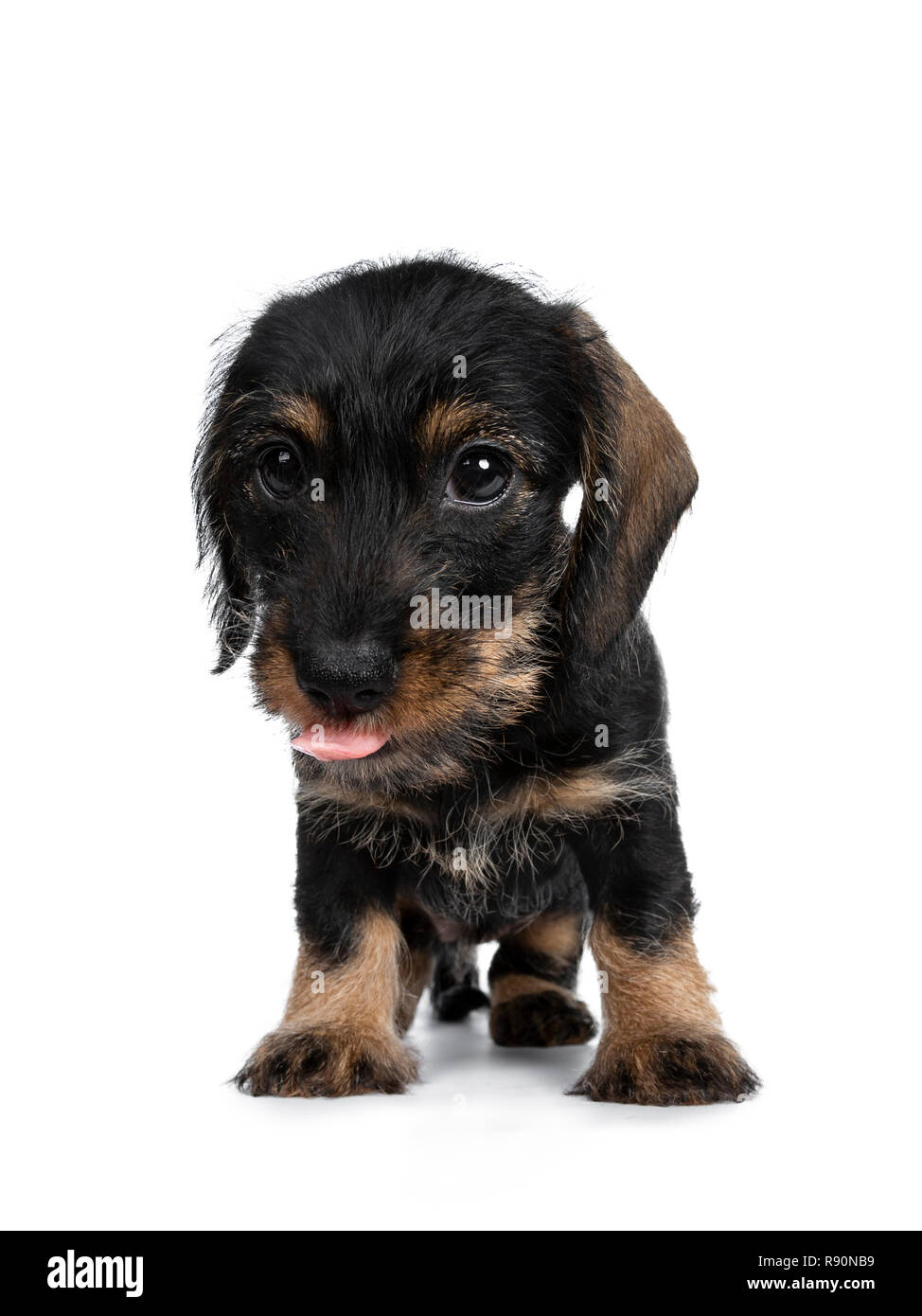 Sweet black and brown wirehaired dashound puppy sitting facing front ...