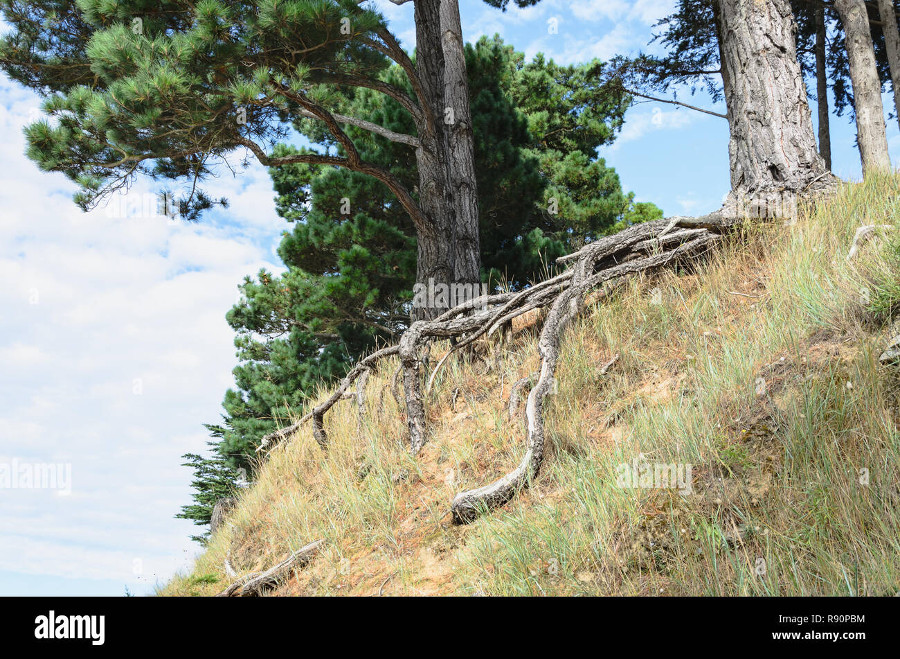 Big trees and long root protruding over the ground at the edge of a ...