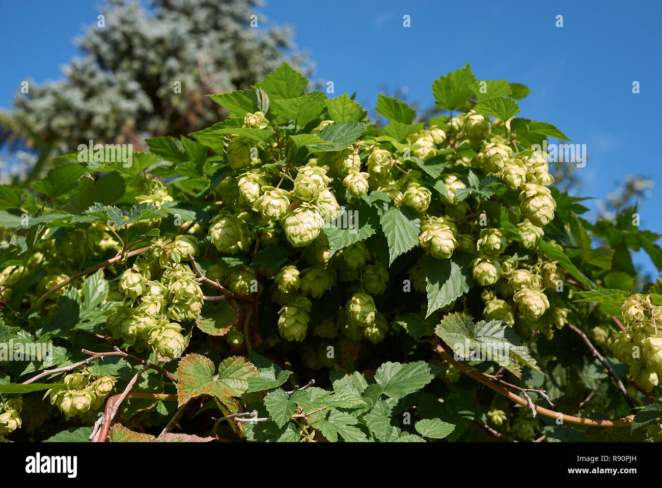 Estrogens hi-res stock photography and images - Alamy