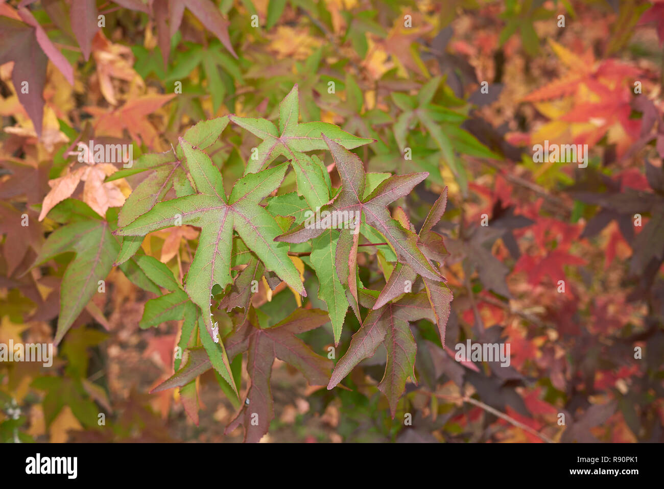 Liquidambar styraciflua multicolored foliage in autumn Stock Photo - Alamy