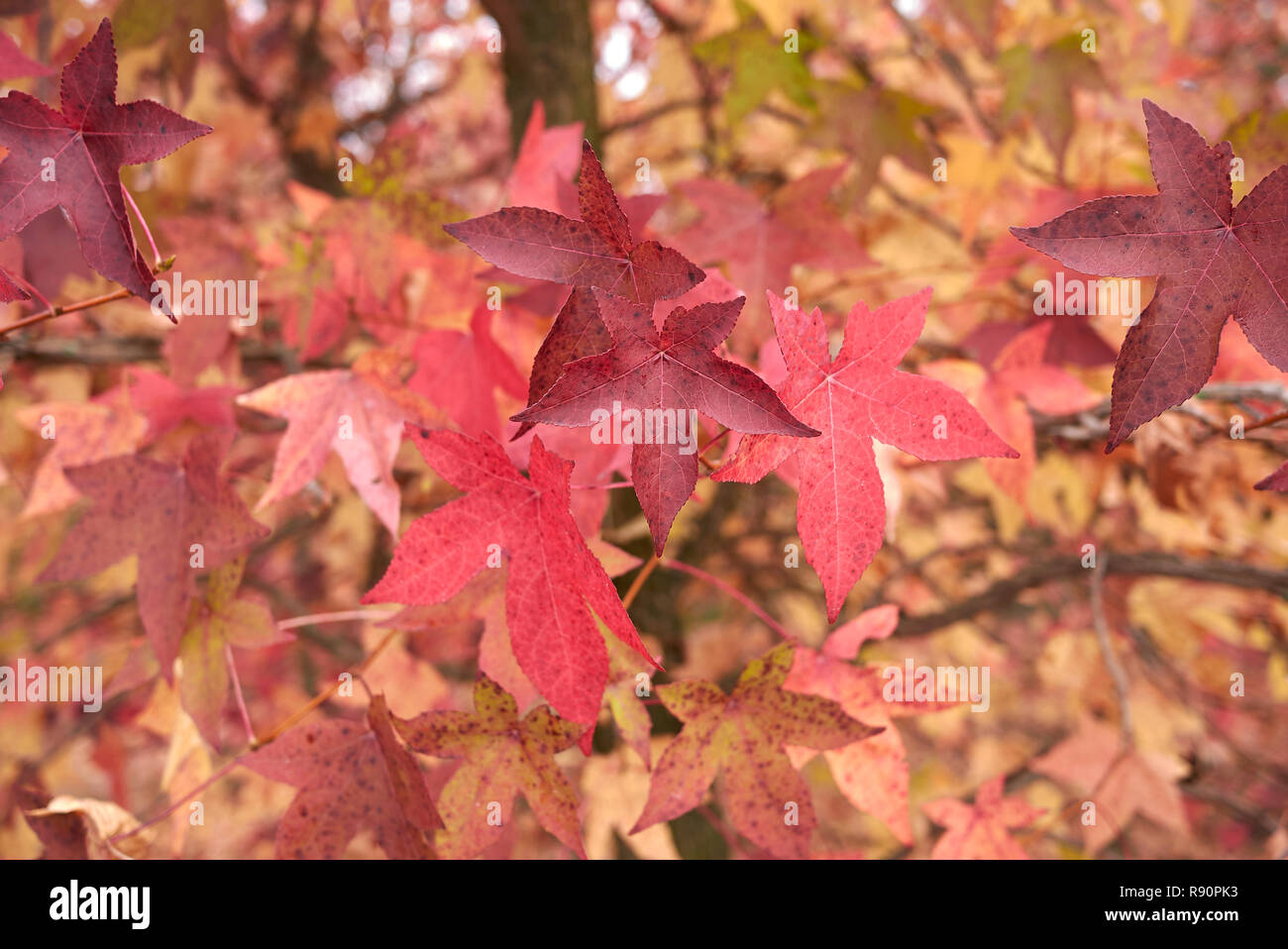 Liquid amber tree leaves hi-res stock photography and images - Alamy