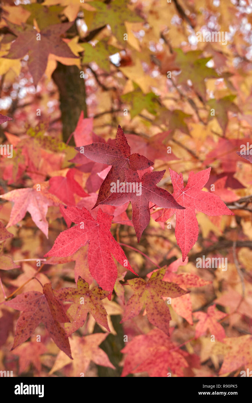 Liquid amber tree leaves hi-res stock photography and images - Alamy