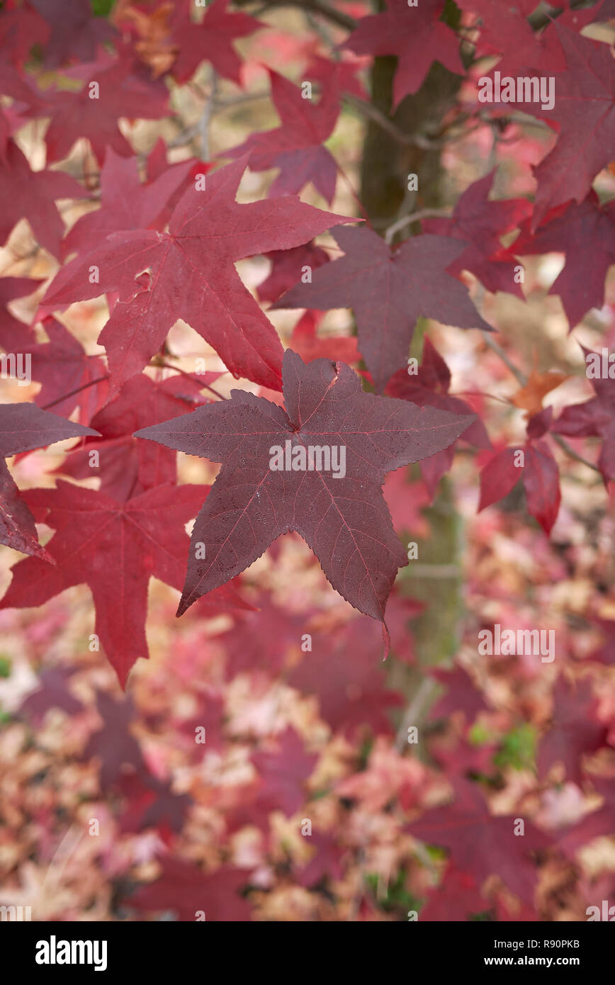 Liquidambar styraciflua multicolored foliage in autumn Stock Photo - Alamy