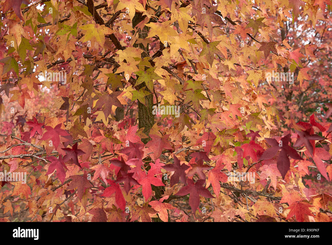 Liquid Amber Tree Leaves High Resolution Stock Photography and Images ...