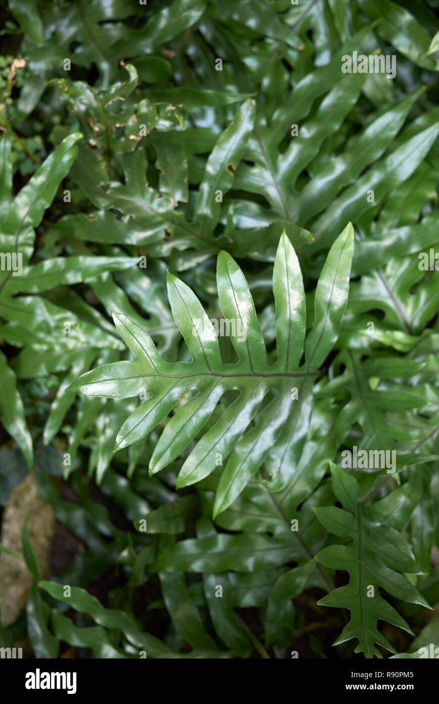 Pustulatus hi-res stock photography and images - Alamy