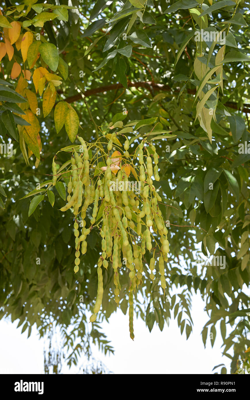 Styphnolobium japonicum branch with seed pods Stock Photo - Alamy