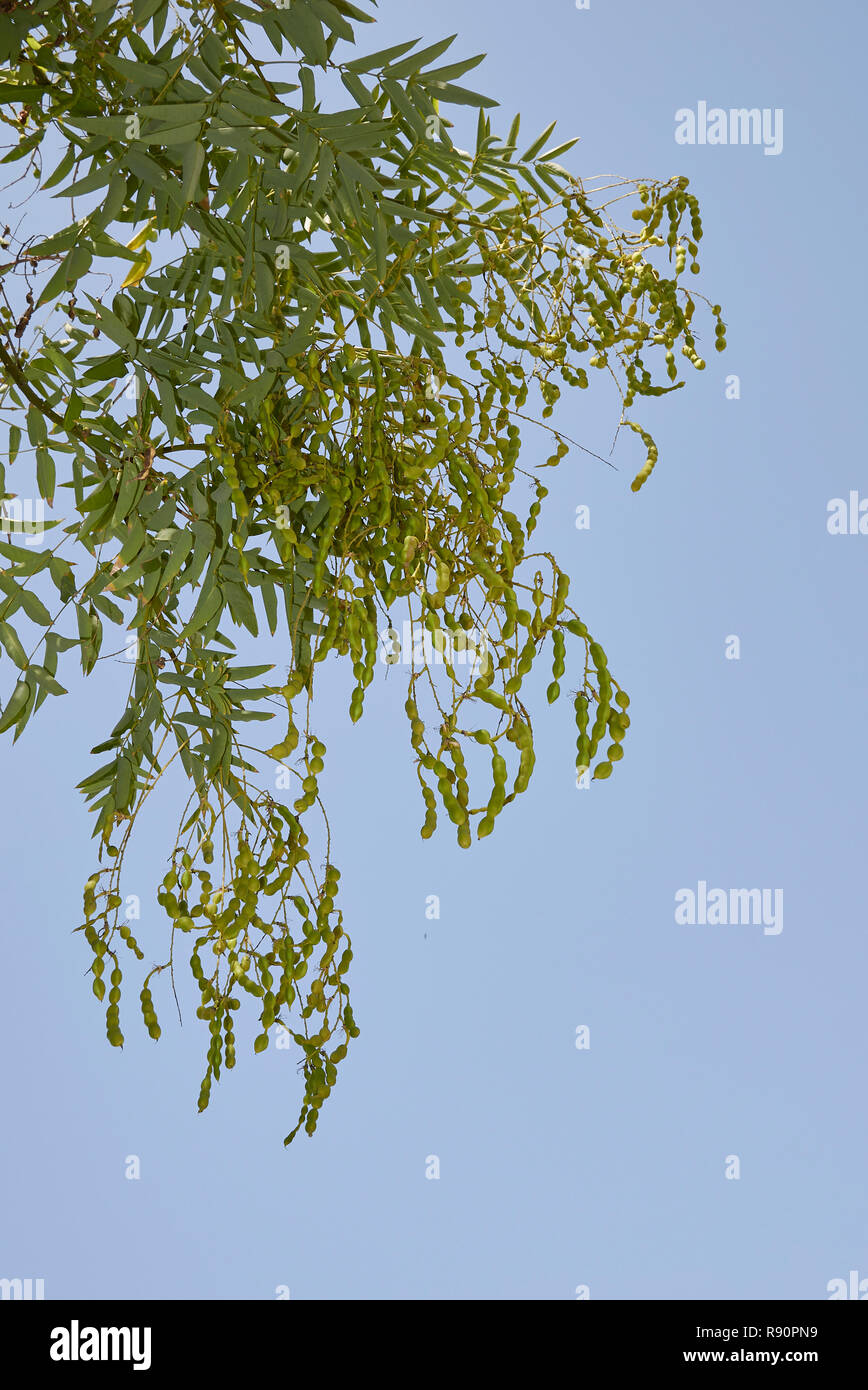 Styphnolobium japonicum branch with seed pods Stock Photo - Alamy