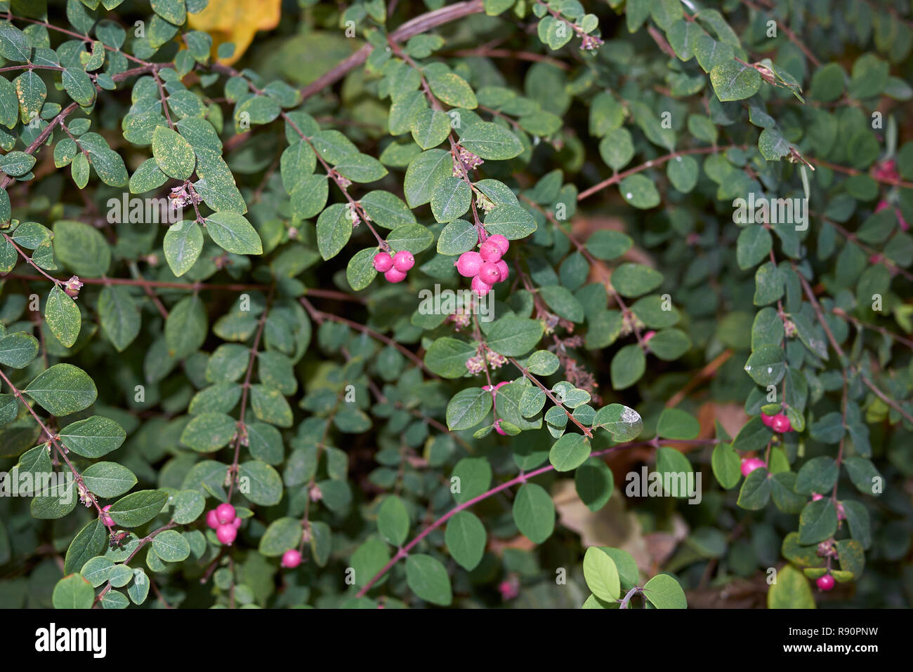 Symphoricarpos chenaultii branch with pink fruit Stock Photo - Alamy