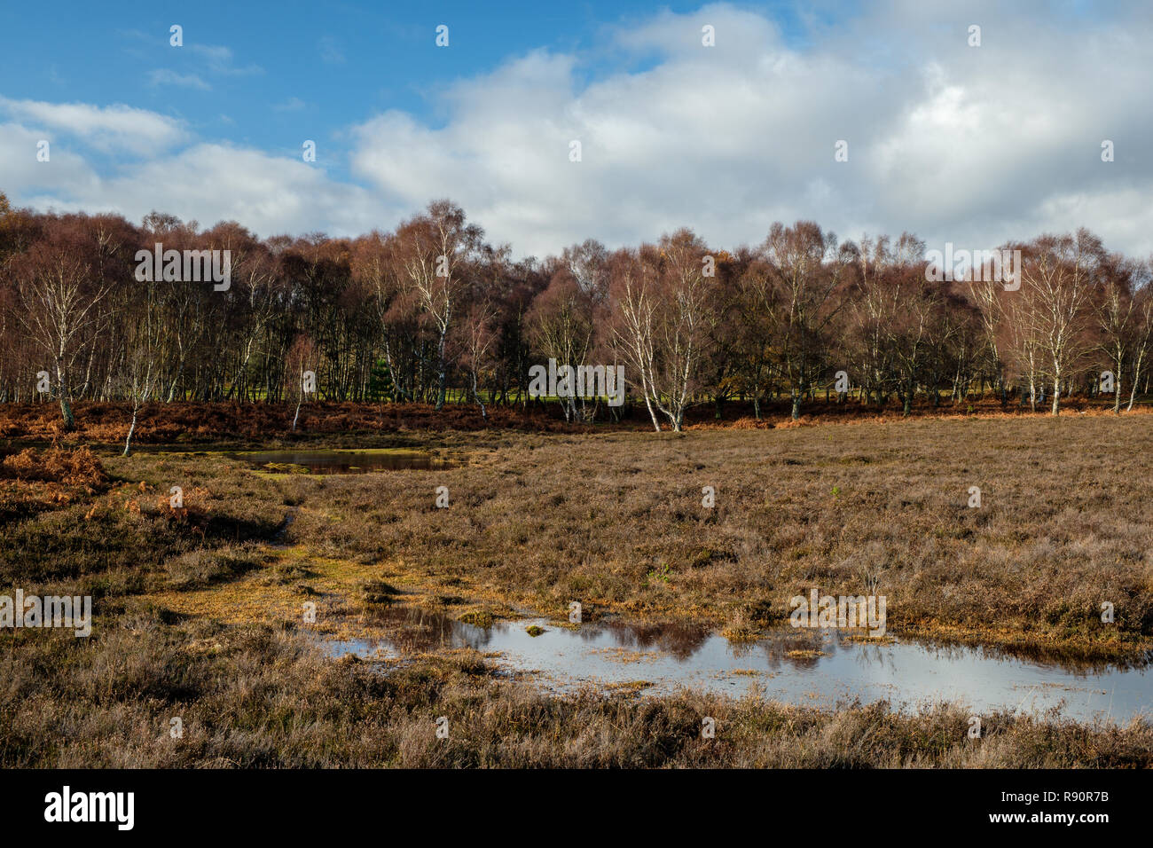 Silver Birch Shatterford Bottom The New Forest Hampshire England UK ...