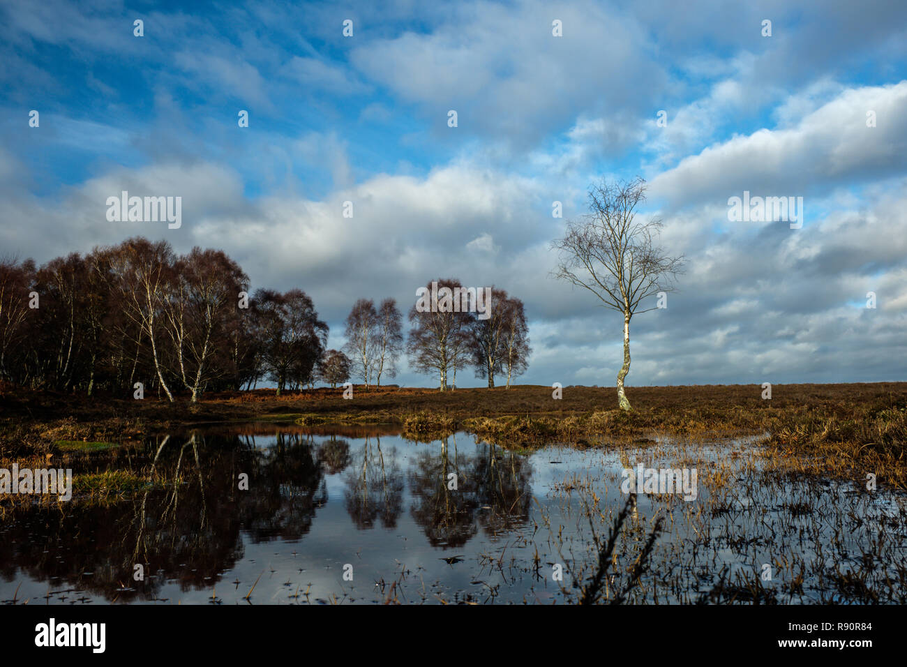 Silver Birch Reflections in a Temporary Pool at Shatterford Bottom The ...