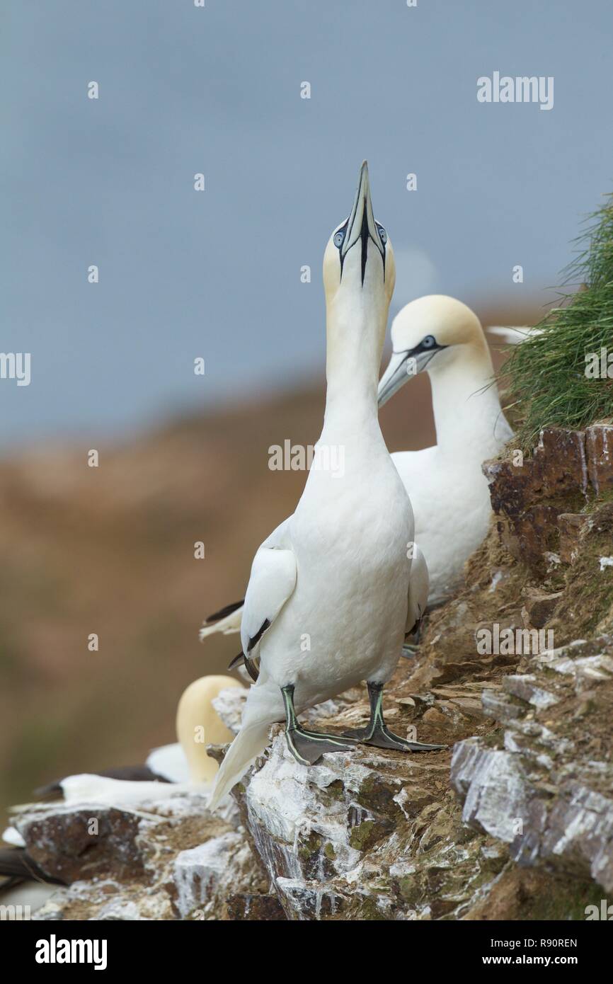 Atlantic Gannet doing sky pointing display at cliff ledge nest site ...