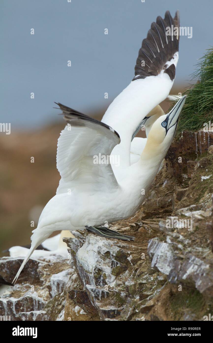 Atlantic Gannet displaying at cliff ledge nest, Highland Scotland Stock ...