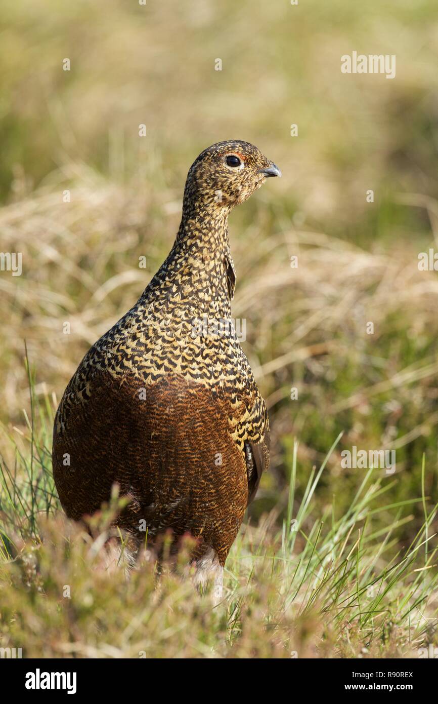 Female Red Grouse, Cairngorm National Park, Highland Scotland Stock ...