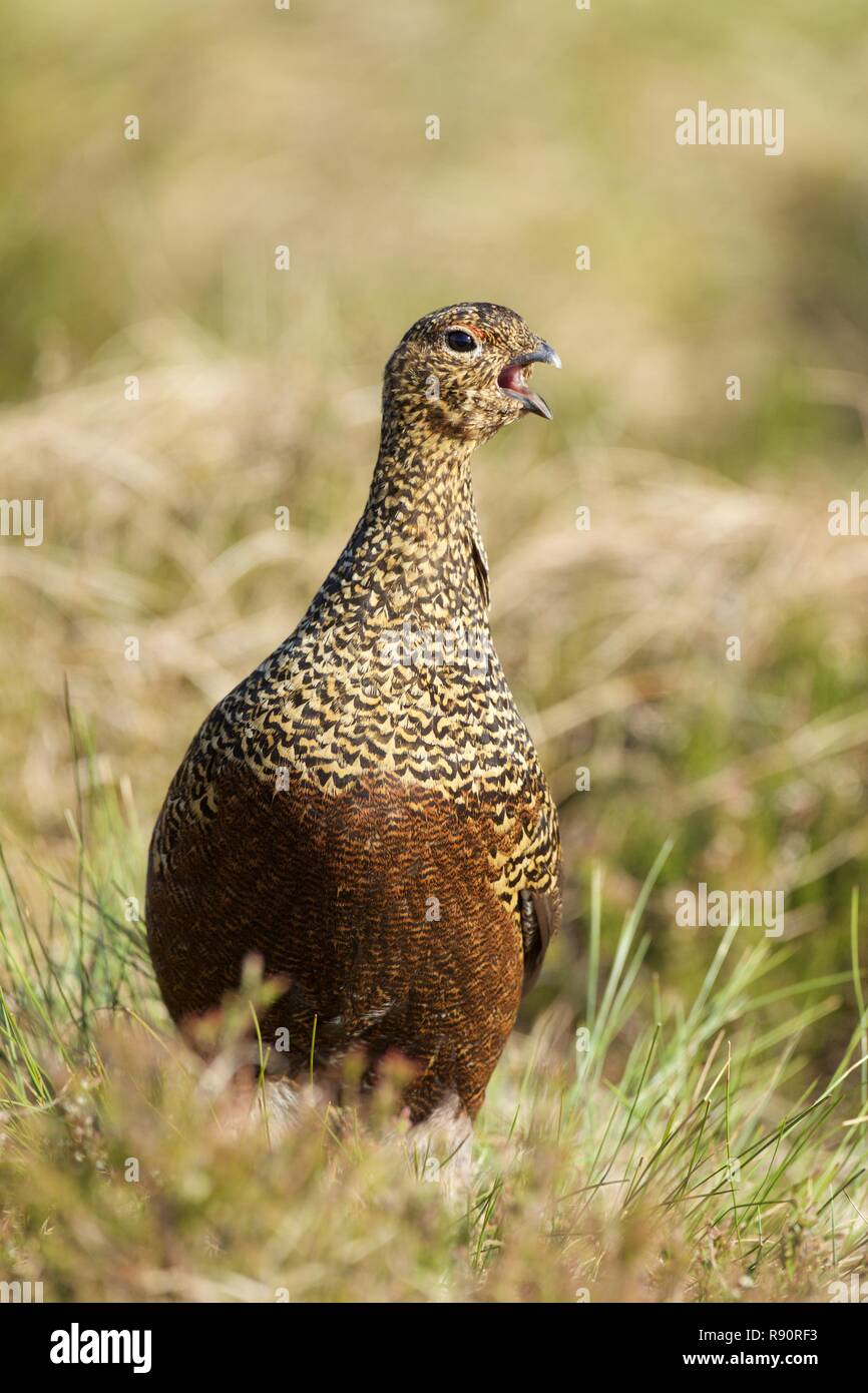 Female Red Grouse, Cairngorm National Park, Highland Scotland Stock ...