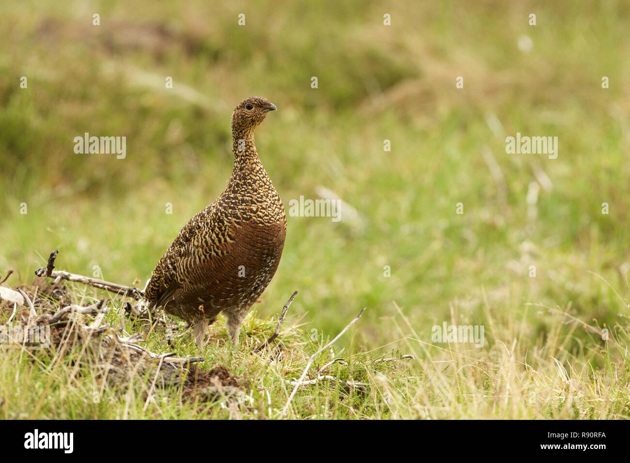 Cairngorm national park hi-res stock photography and images - Alamy