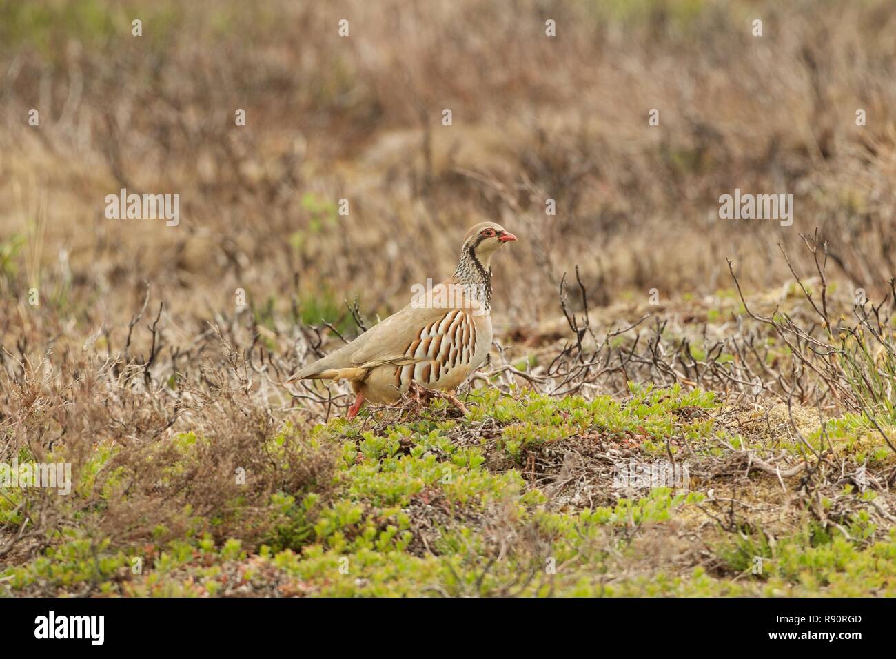 Red legged partridge moorland hi-res stock photography and images - Alamy