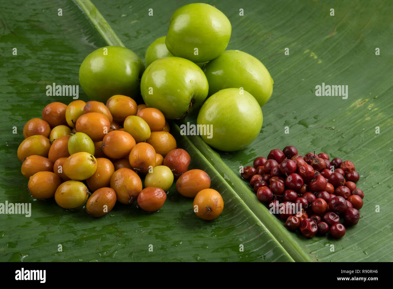 Fruit : Close up of Different Varieties of Indian Jujube Apples ...