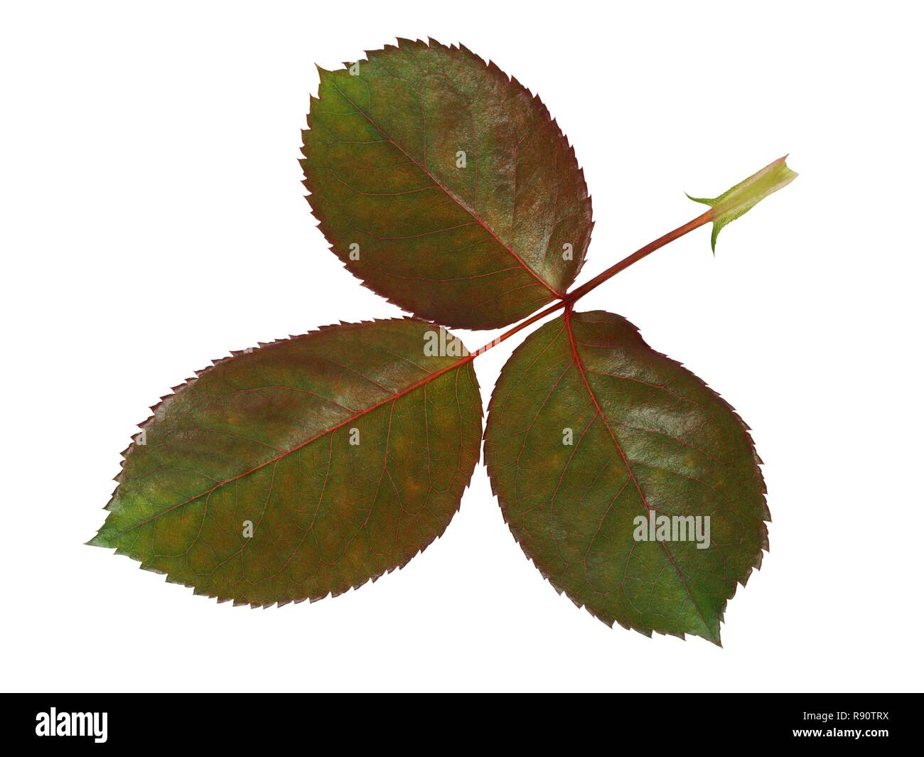 Rose leaf isolated on white background Stock Photo - Alamy