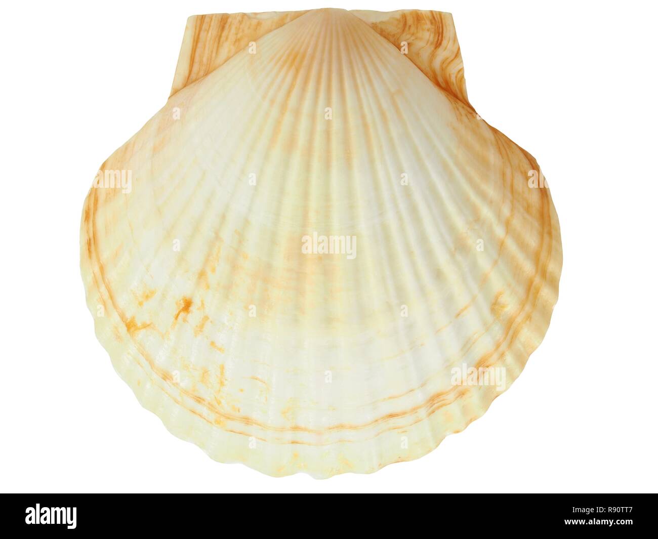 Sea shell isolated on white background Stock Photo - Alamy