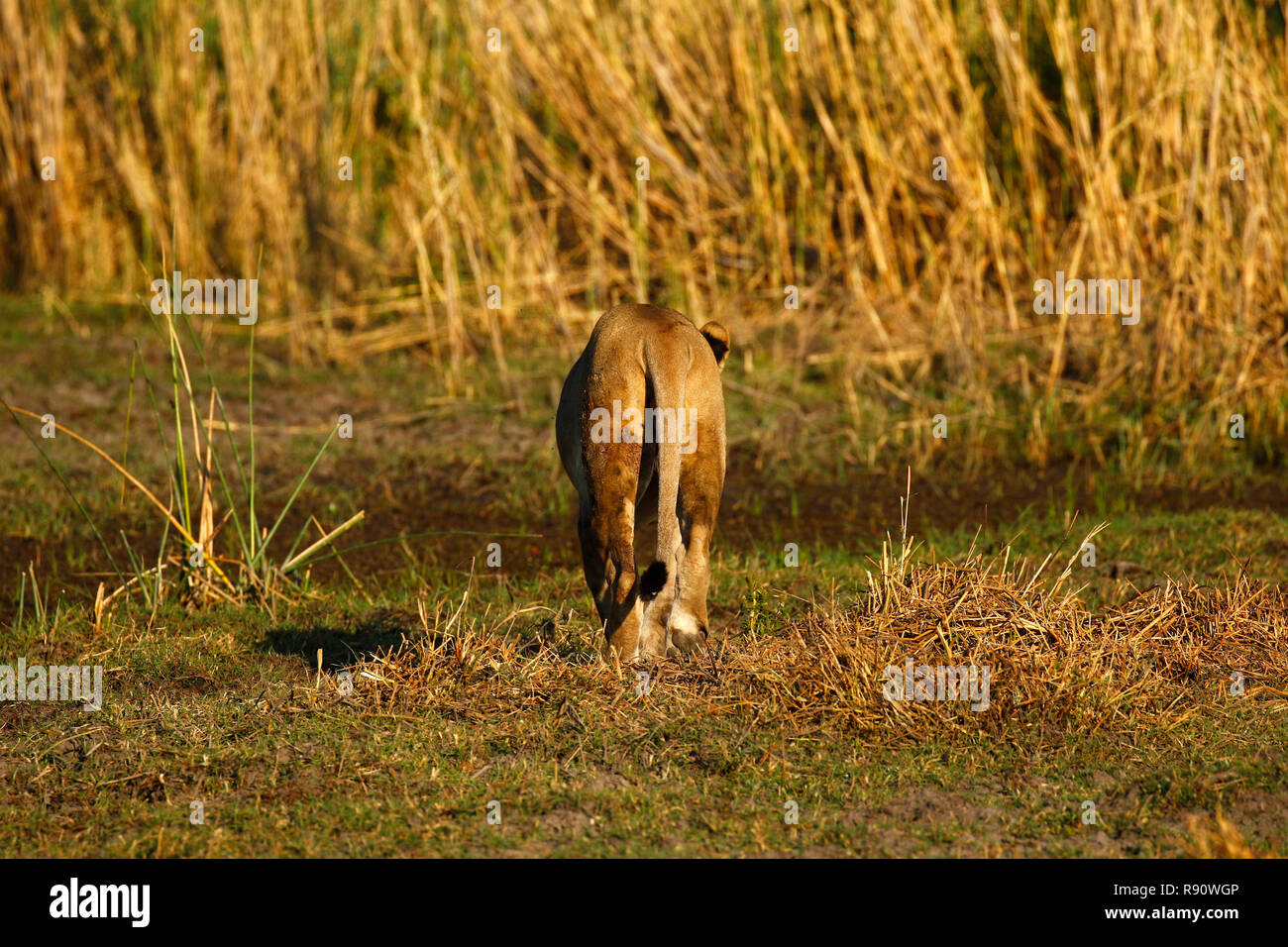 Lion walking away from the camera seeing his backside Stock Photo - Alamy