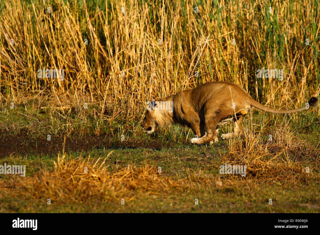 Lion jumping high over a channel Stock Photo - Alamy