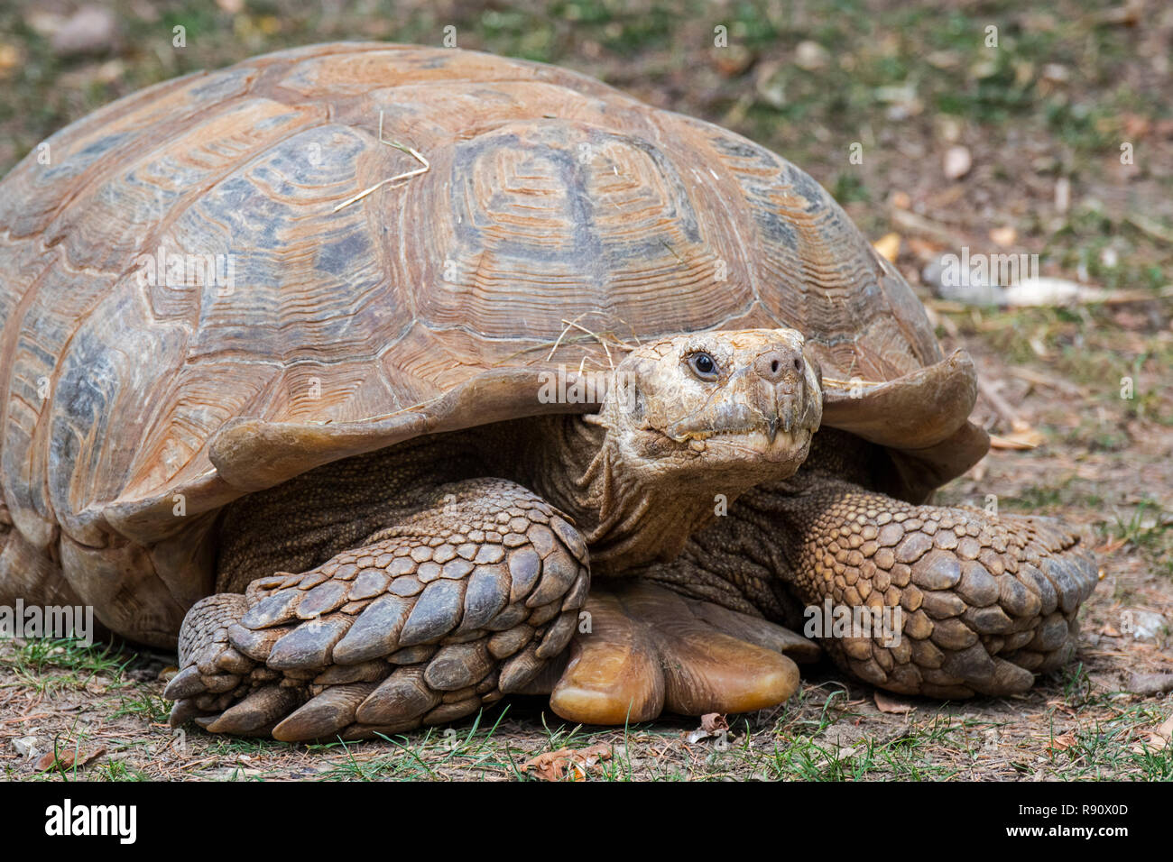 Spurred tortoises hi-res stock photography and images - Alamy
