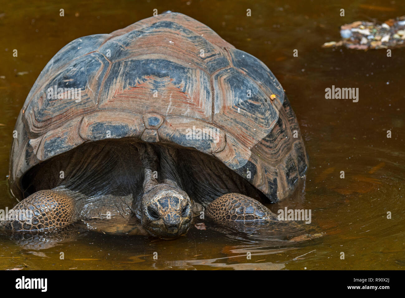 Aldabra giant tortoise (Aldabrachelys gigantea / Testudo gigantea ...
