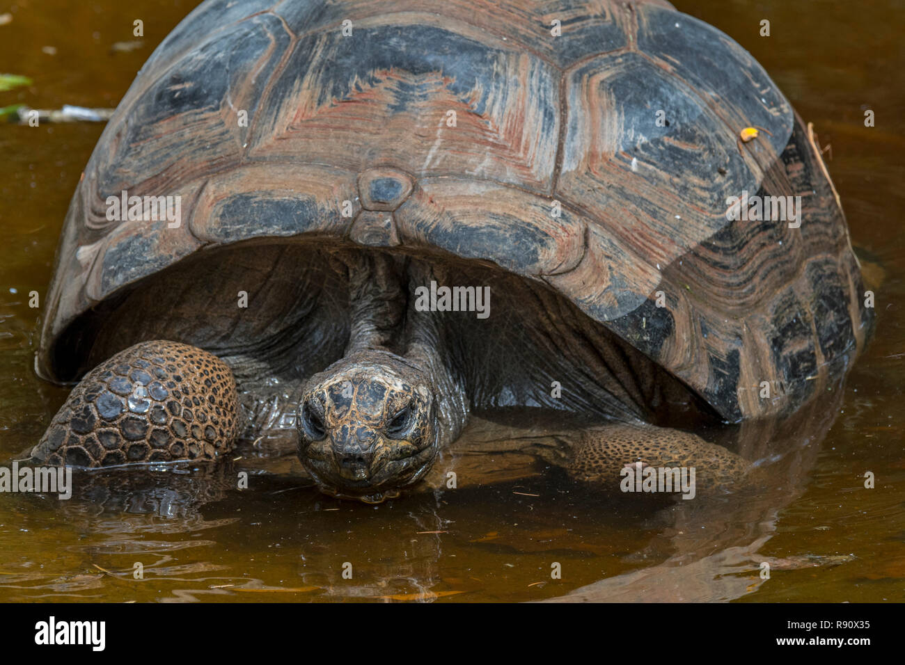 Aldabra giant tortoise (Aldabrachelys gigantea / Testudo gigantea ...