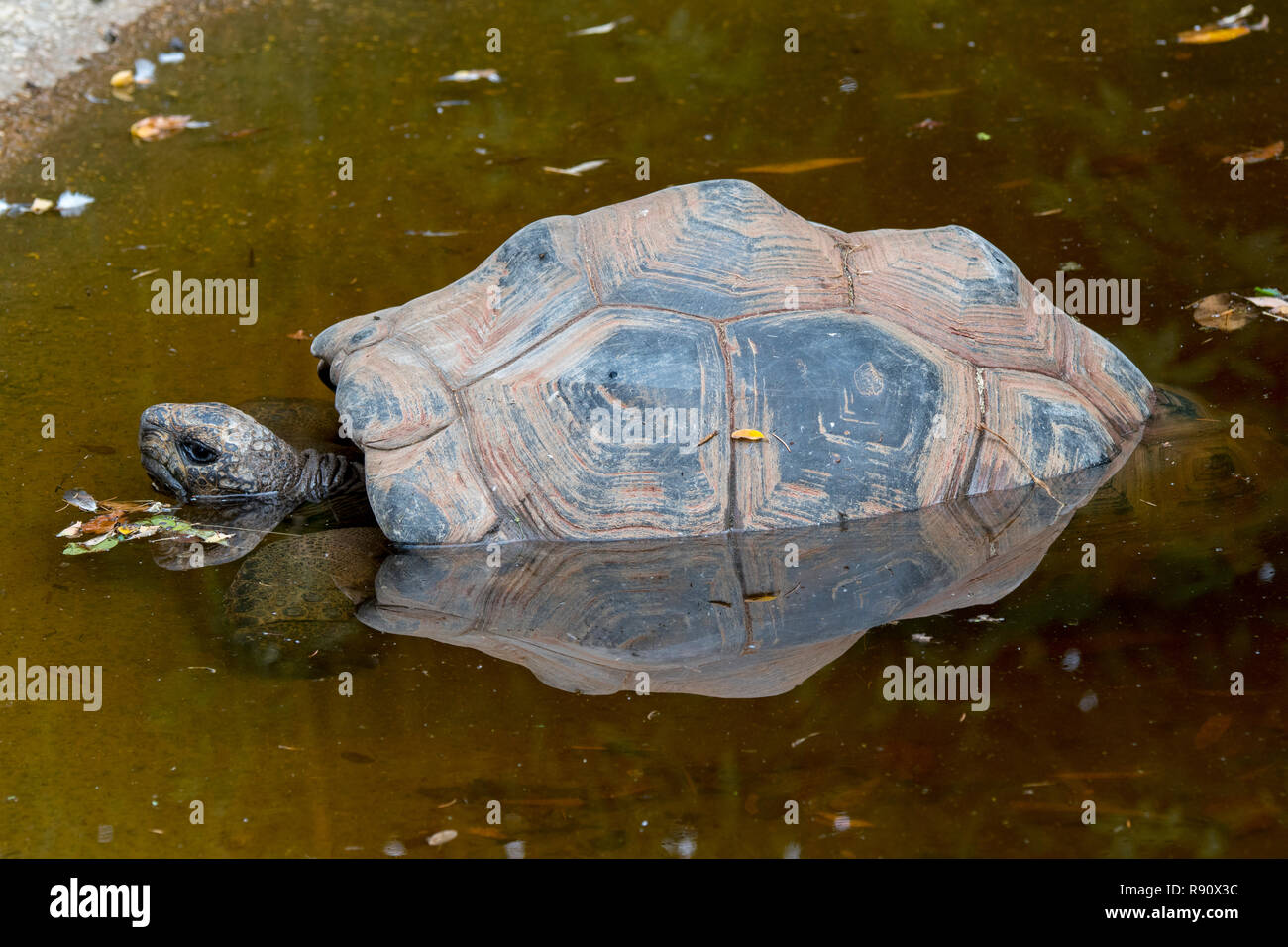 Aldabra giant tortoise (Aldabrachelys gigantea / Testudo gigantea ...
