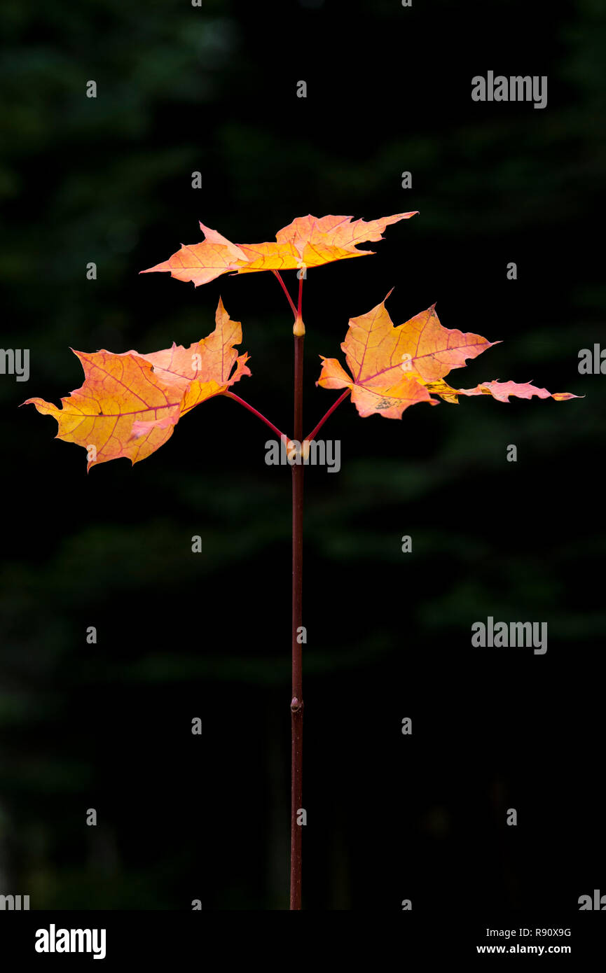 Maple Stem with Leaves in forest setting Stock Photo - Alamy