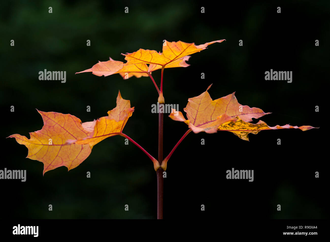 Maple Stem with Leaves in forest setting Stock Photo - Alamy