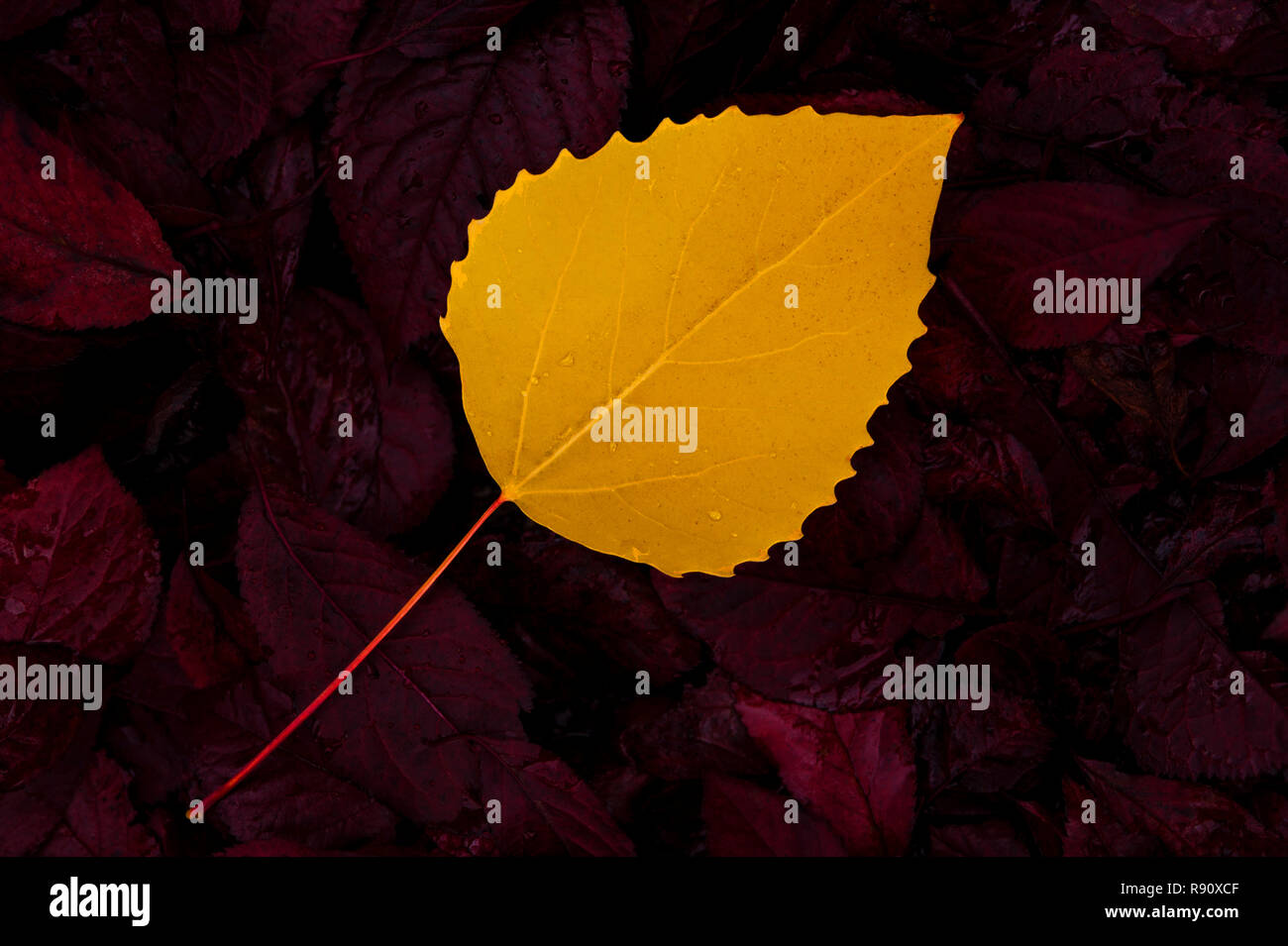Autumn birch leaf on forest floor with nature patterns Stock Photo - Alamy