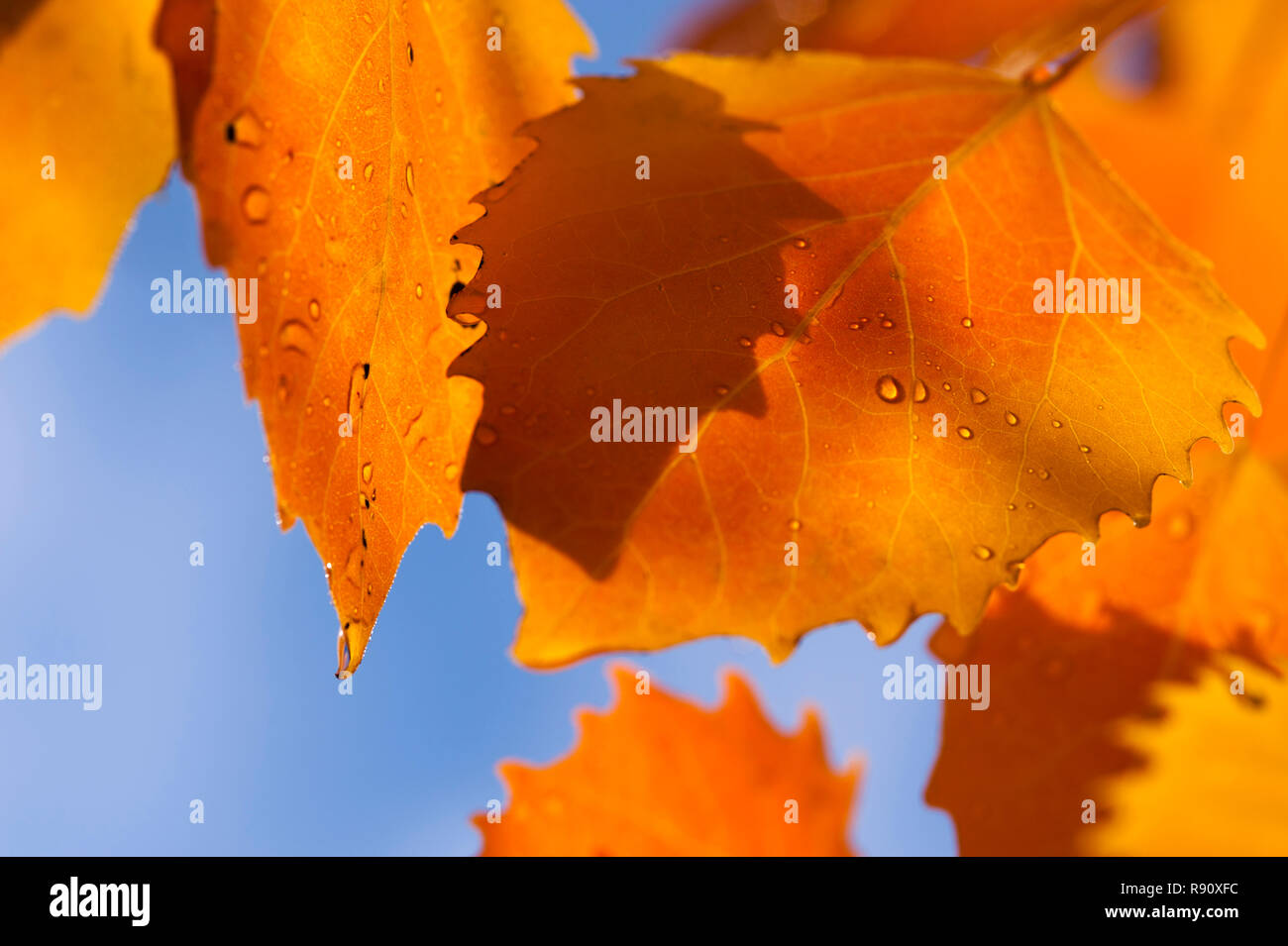 Close-up of birch leaves with dew drops early morning light Stock Photo ...