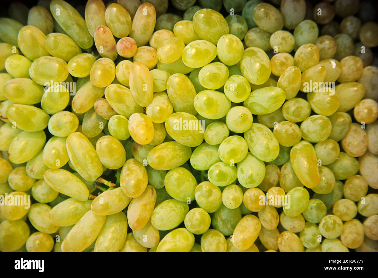 India grapes hi-res stock photography and images - Alamy