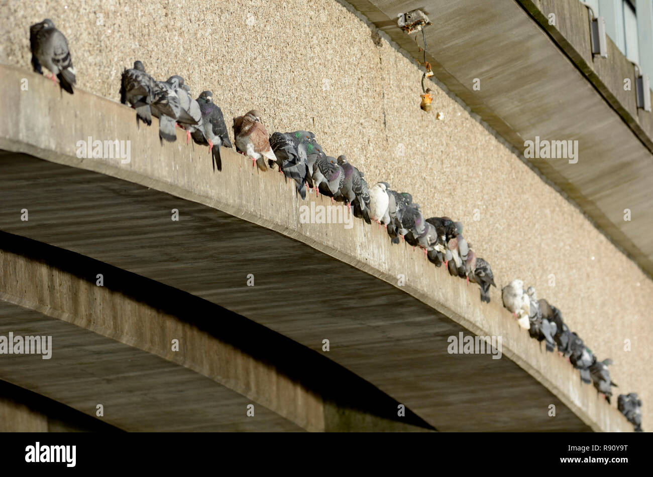 Pigeon roost hi-res stock photography and images - Alamy