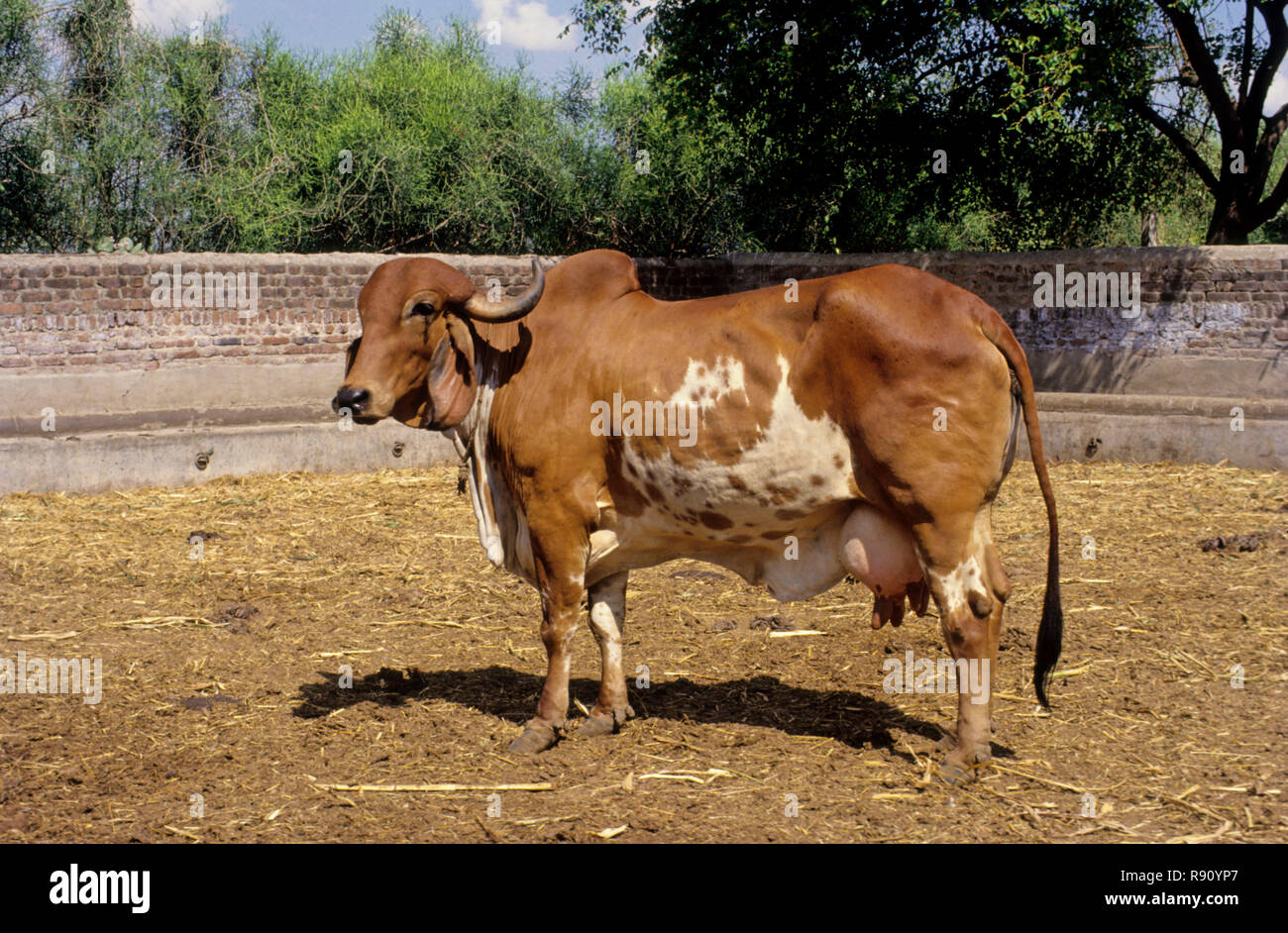 gir cow, the pride of saurashtra, gujarat, india indian Gir Gyr breed ...