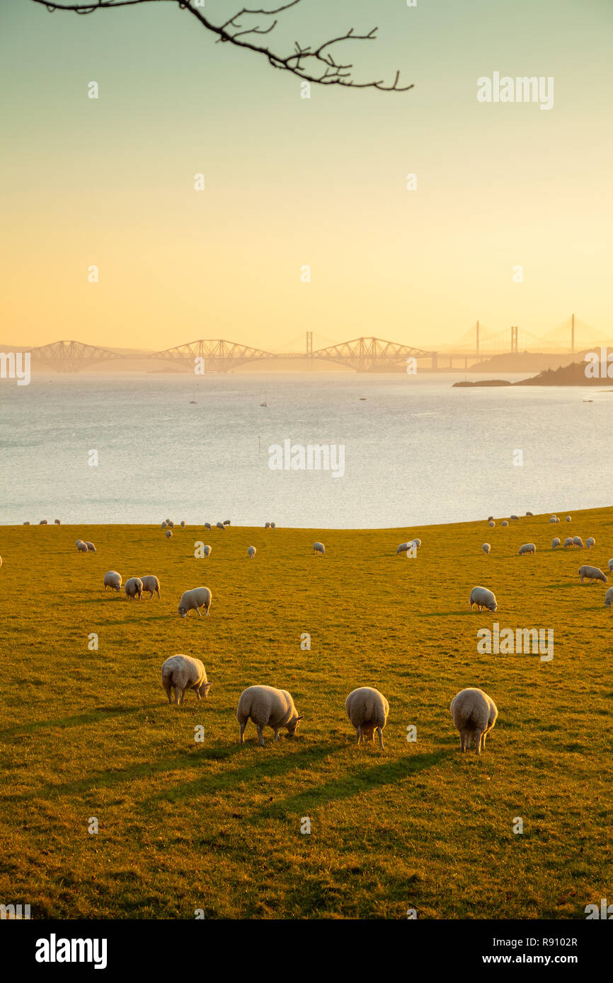 Looking across a farmers field with sheep to the Forth Bridges, Fife ...