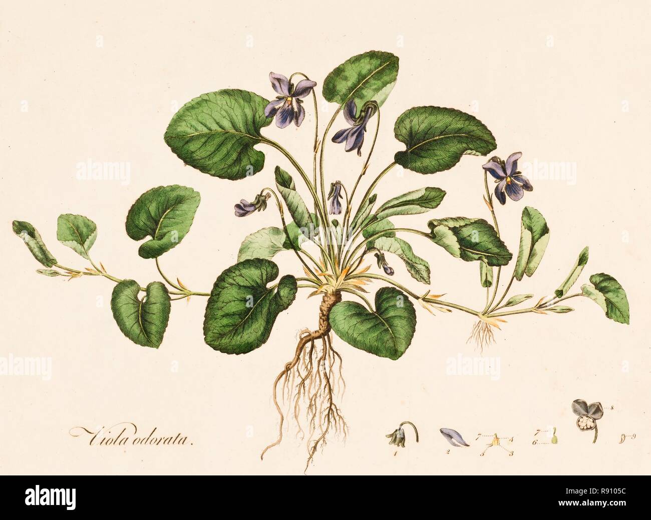 Viola odorata illustration hi-res stock photography and images - Alamy